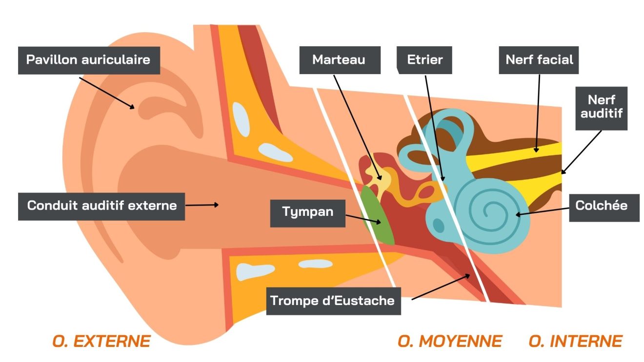 Tout savoir sur l'anatomie de l'oreille