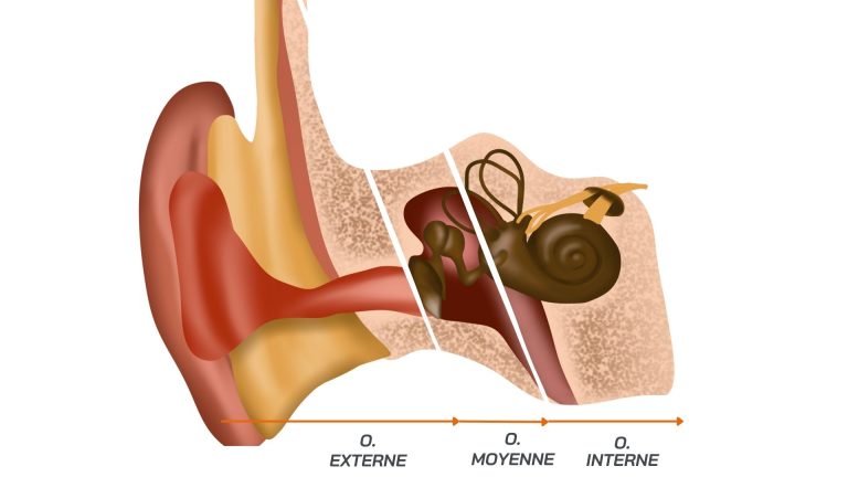 Tout savoir sur l'anatomie de l'oreille